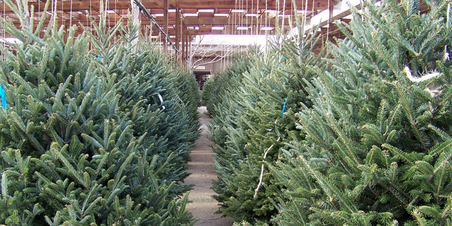 Infos zum Christbaumverkauf auf Straßen, Plätzen und in Grünanlagen