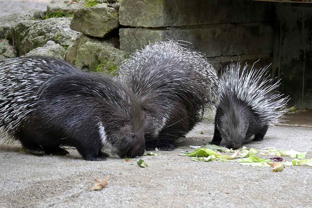 Nachwuchs bei den Weißschwanz-Stachelschweinen im Tierpark Hellabrunn ...