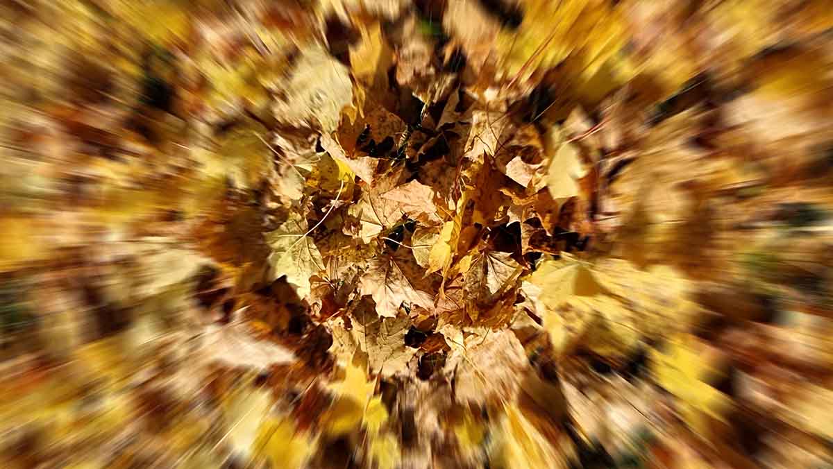 Wohin mit dem Herbstlaub? - Tipps für die perfekte Entsorgung ...